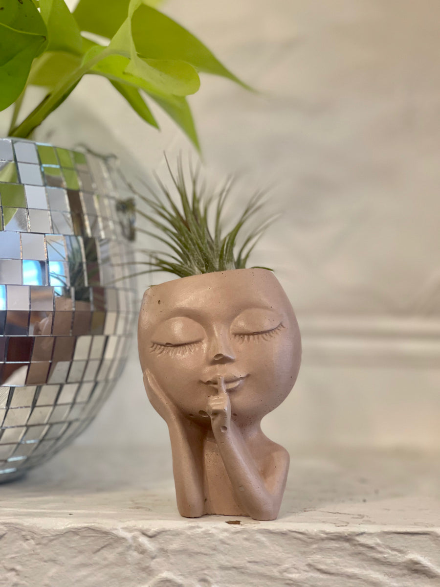 Two pink Fiona’s with Air plants – Queen City 'Crete